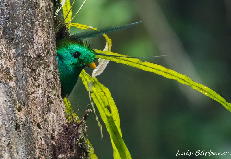 El Quetzal | Guatemala Bella